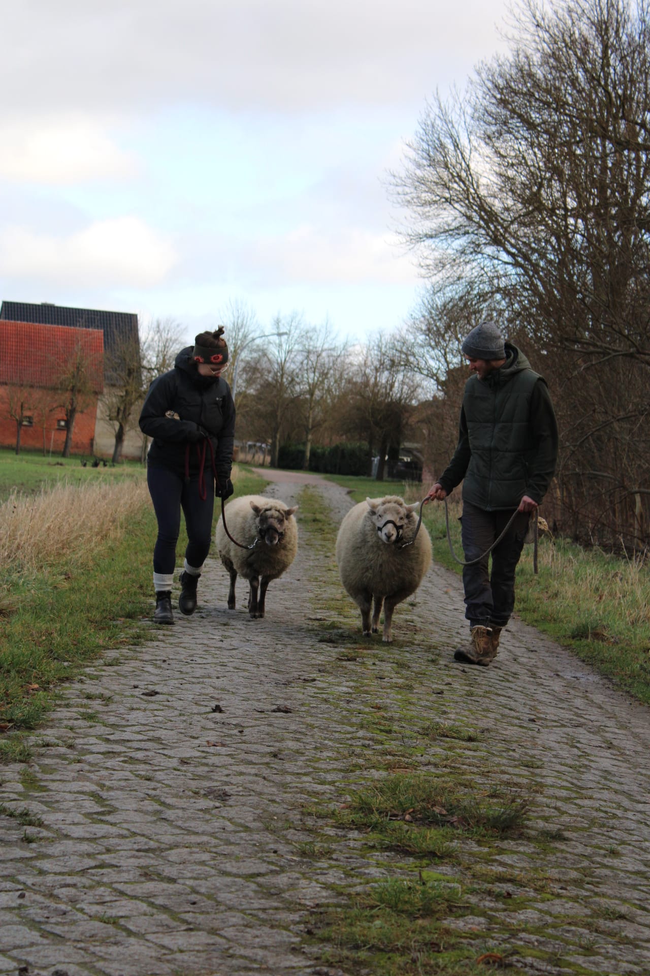 Wanderung mit Schafen – PferdeNatur